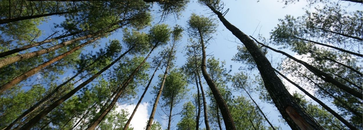 Pinienholz – Natürlich, robust und vielseitig für den Außenbereich